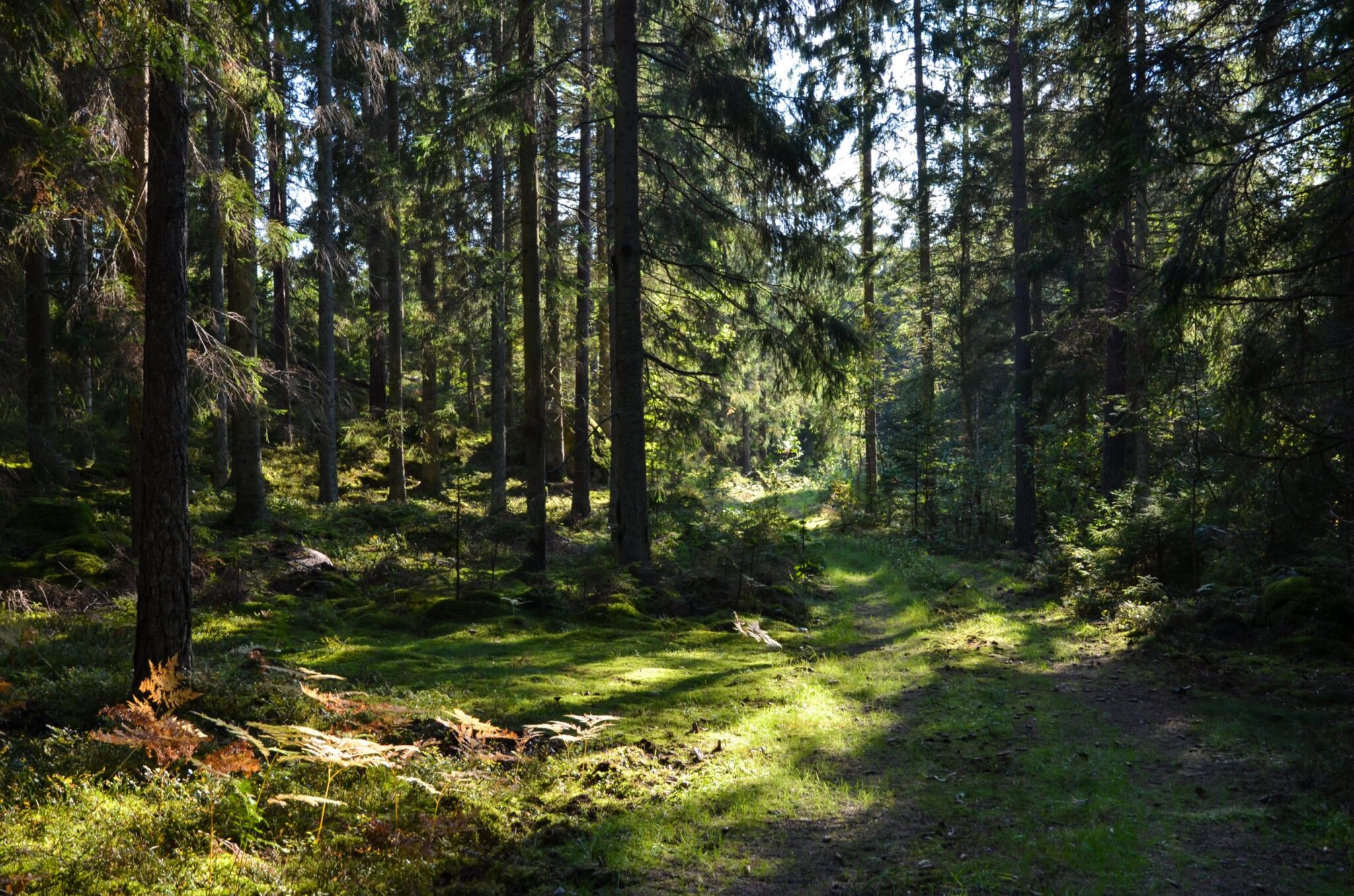 Nei, det er ikke nettoutslipp fra norsk skog! - Norskog