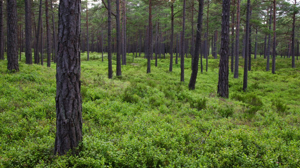Miljøhensyn og sertifisering - Norskog