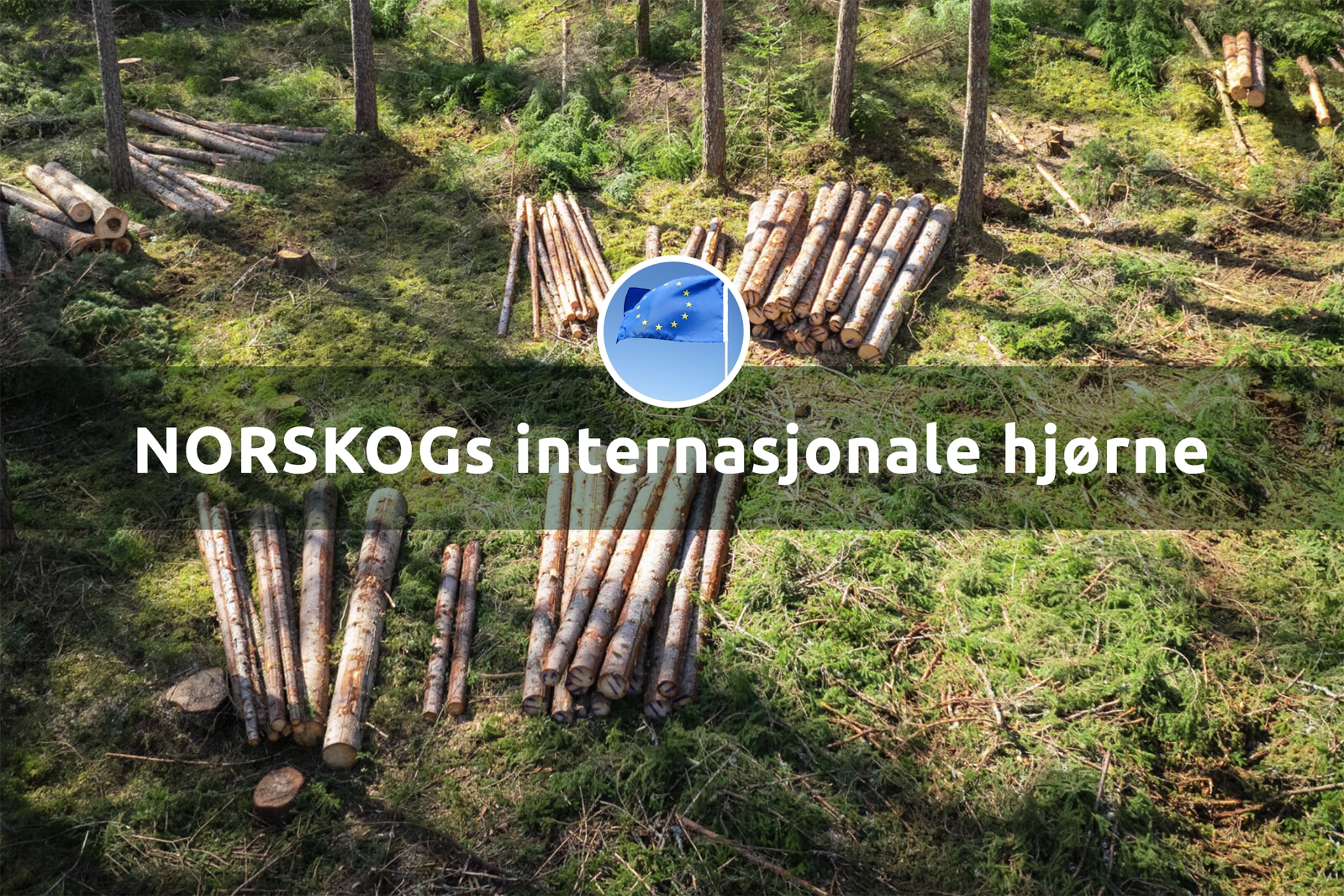 NORSKOGs internasjonale hjørne - oktober 2025 - Norskog