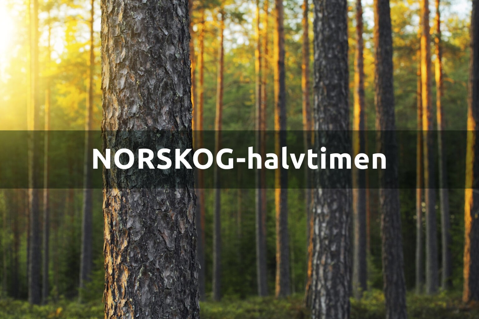 NORSKOG-halvtimen - nå åpen for alle! - Norskog